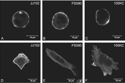 Figure 4 From A Thin Layer Model For Viscoelastic Stress Relaxation Testing Of Cells Using