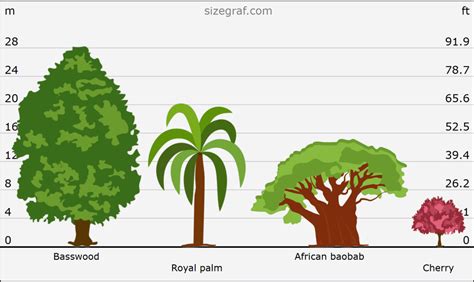 Tree Size Comparison Tool Size Graf