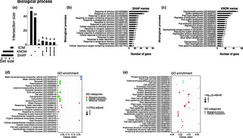 Biological Function Comparison Between The Shapley Additive