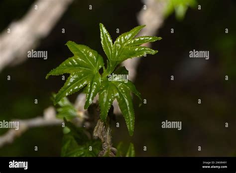It S Spring And The Trees Are Budding Stock Photo Alamy