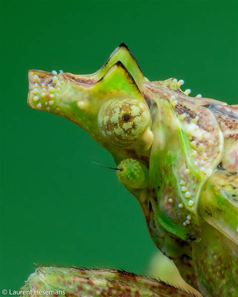 Fulgoridae Nymph On Behance