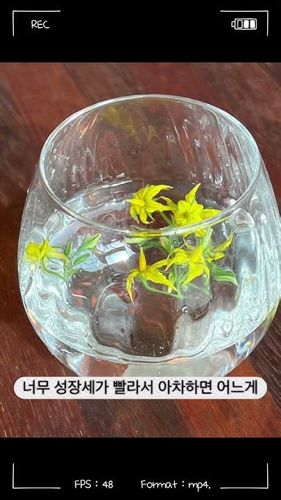 2년차 방울토마토 키우기 농사 비법 자세한 설명은 설명란에 있어요 드루이드 식집사 가드닝 식물가꾸기 식물일기 식물집사 식물튜브 Gardning 텃밭 도시