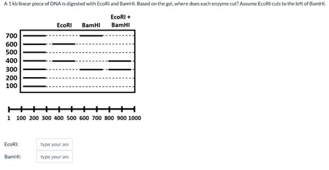 Solved A 1 Kb Linear Piece Of Dna Is Digested With Ecori And