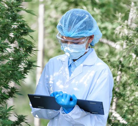 Cannabis Randd Testing In California Californias Leading Cannabis
