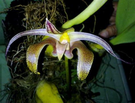 Wild Orchids In Sumatra Bulbophyllum Polystictum Ridl 1909