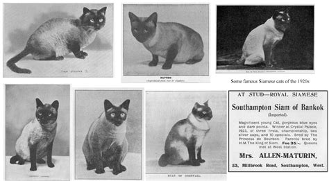 Cats And Cat Care Retrospective 1900s 1930s Breeds And Varieties