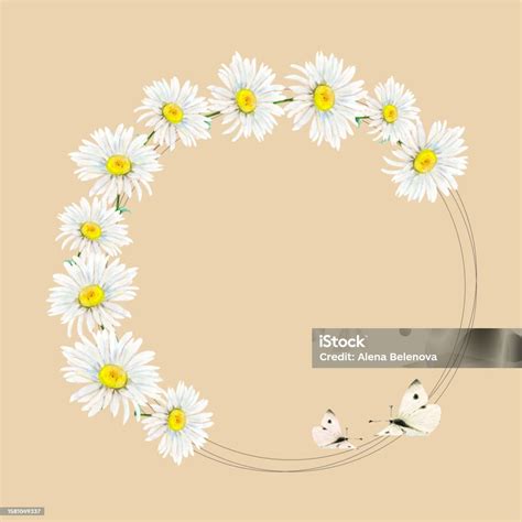 카모마일 머리가 있는 수채화 그림 둥근 프레임 밝은 갈색 배경에 현실적인 여름 꽃 손으로 그린 그림 초원 야생화 카모마일과 나비 로고 엽서 프레임 계절에 대한 스톡 벡터