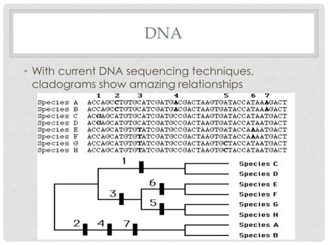 Ppt Cladistics Powerpoint Presentation Id 2810306