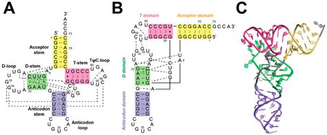 Biomolecules Special Issue Function And Structure Of Rnase P In Fungi Bacteria And Human Cells