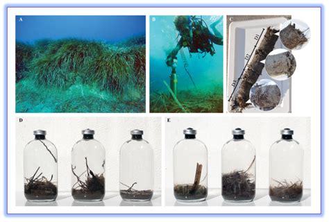 《pnas》利用13c同位素技术揭示海草草甸甲烷排放及其微生物学机制 热耳科技 稳定性同位素专家 金属气体稳定性同位素