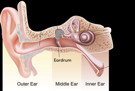 An Illustration Of The Connection Between The Eustachian Tube Ear Nose And Throat