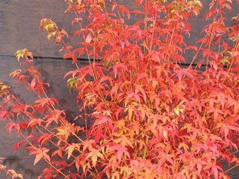 Klon Palmowy Bi Hoo 120 140cm C2 Arenapl