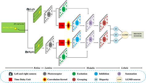 Frontiers Enhancing Lgmd Based Model For Collision Prediction Via Binocular Structure