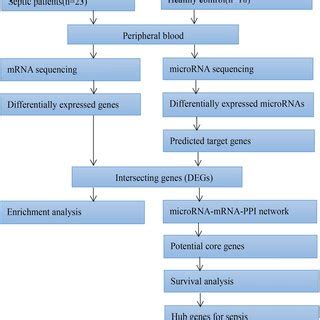 Experimental Flow Chart Of This Study RNA Seq Was Applied To Sequence Download Scientific