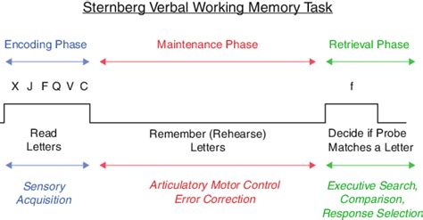 6 Three Phases Of The Sternberg Verbal Working Memory Task And