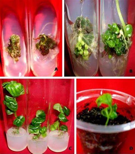 Direct Plant Regeneration From Leaf And Stem Explants Of Andrographis