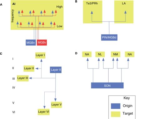 Branched Axonal Projections In The Auditory Forebrain A Clustered