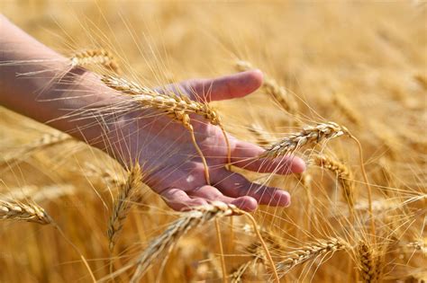 Ячмень цельный СибФермер