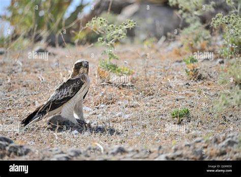 Hieraaetus Pennatus The Booted Eagle Is A Species Of Accipitriform Bird In The Accipitridae