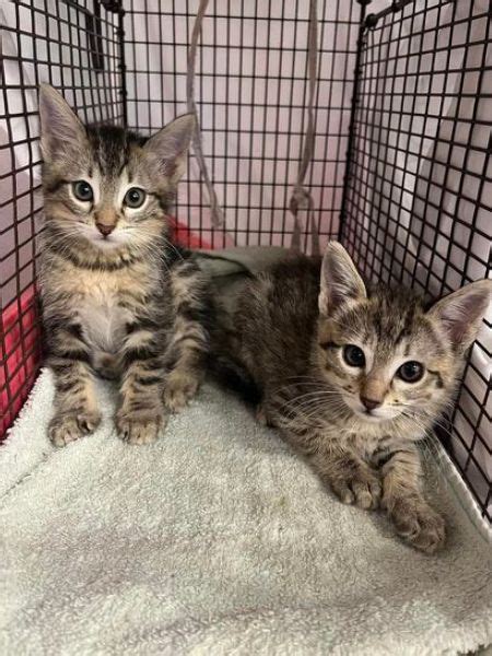 Community Trapneuterreturn Rescue Angéline Fahey