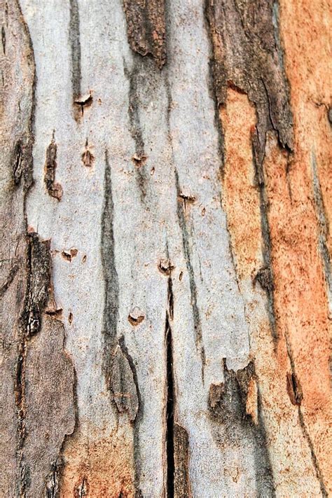 Nền Kết Cấu Thân Cây đầy Màu Sắc Trong Rừng Cấu Trúc Vỏ Cây đồng Tâm
