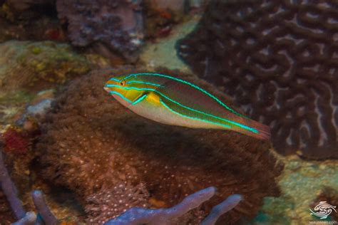 Blue Lined Wrasse Facts And Photographs • Seaunseen