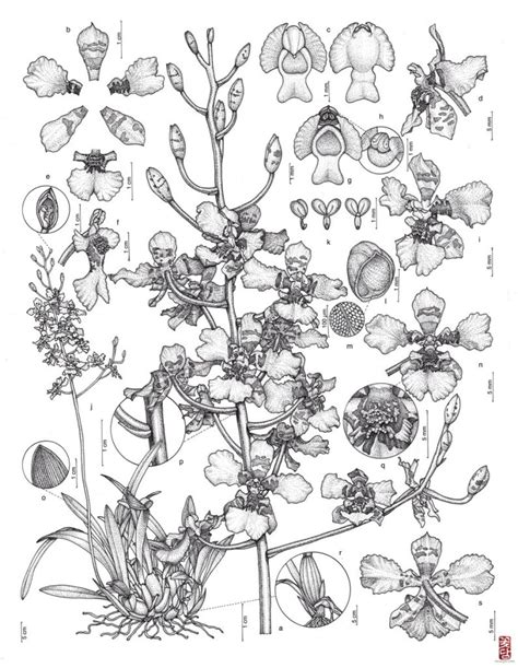 Oncidium Sp Society Of Botanical Artists