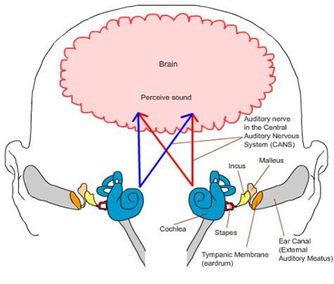 Auditory Processing Disorder Applied Behavior Analysis Vialery
