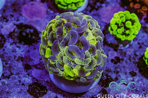 Aussie Yellow Splatter Hammer Wysiwyg Queen City Corals