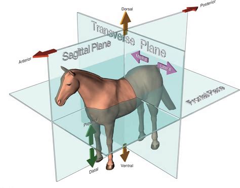 Figure 1 From The Dissection Of Vertebrates Semantic Scholar