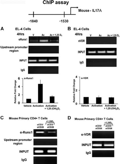 Activation Induced Recruitment Of Runx1 To The Mil 17a Promoter Is Download Scientific Diagram