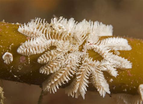 Photos Of Lace Corals And Moss Animals Phylum Bryozoa