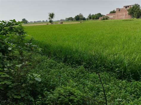 Dr Waleed Afzal Pt On Linkedin Nature