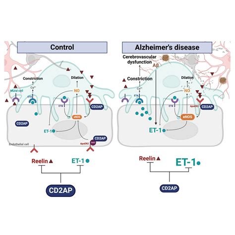 Loss Of Endothelial Cd2ap Causes Sex Dependent Cerebrovascular Dysfunction Neuron