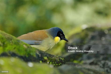 파란 왕관을 차지한 웃는 아구창이나 쿠르투아의 웃음새인 가루락스 드라이오나스트 쿠르투아시 녹색 배경 중국 바위에 앉아 파란색 노란색과 검은 송버드 자연 서식지에서 희귀 한