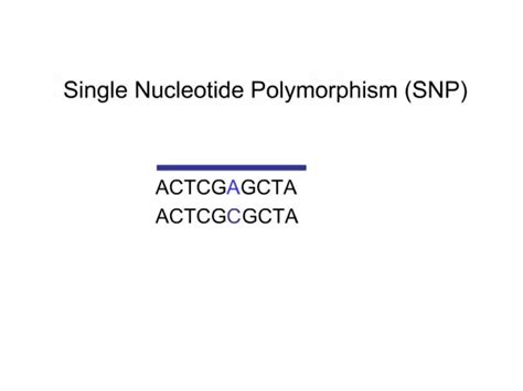 Ppt Single Nucleotide Polymorphism Powerpoint Presentation Free Download Id 6726850