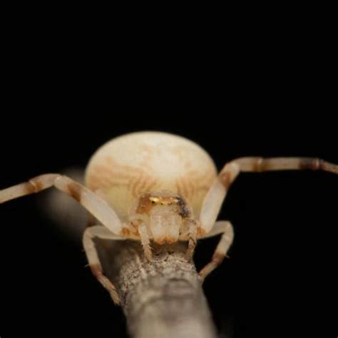 Milky Flower Spider Zygometis Xanthogaster Insect Identification