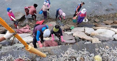 정어리 떼죽음 미스터리 탁상공론 규제가 문제라는 전문가 왜