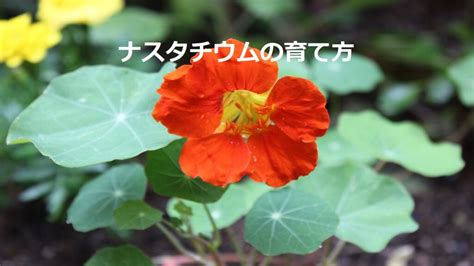 ナスタチウムの育て方種まきや植え付け、お手入れの仕方など 花を育てるしあわせ
