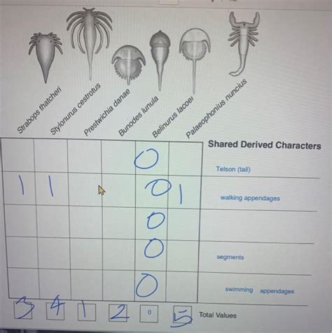Solved Construct A Cladogram And A Table That Showes The