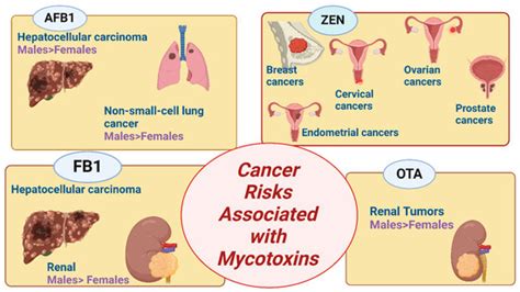 Sex And Gender Specific Considerations In Mycotoxin Screening