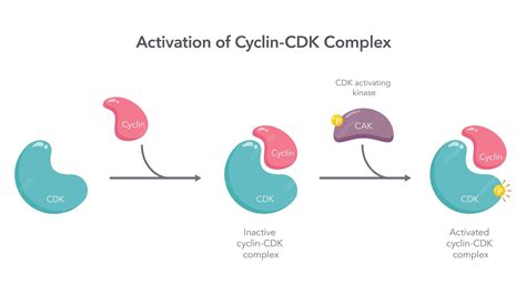 Premium Vector Activation Of Cyclin Cdk Complex Scientific Vector