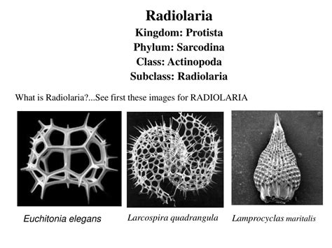 Ppt Radiolaria Kingdom Protista Phylum Sarcodina Class Actinopoda Subclass Radiolaria