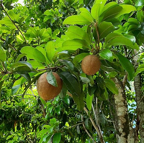 Buy Key West Mamey Sapote Fruit Tree Eureka Farms