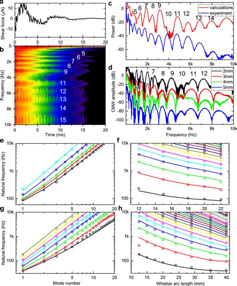 Vibrational Bands Are Eulerbernoulli Transverse Eigenmodes A