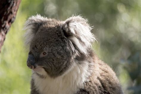 Koala Nose Color