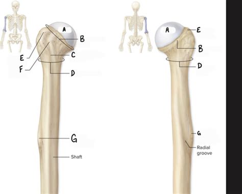 Humerus Proximal End Flashcards Quizlet