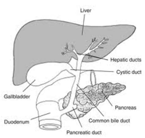 Anatomy Of Biliary Tree References Kfmmc Kfmmc Kfmmc Kfmmc Dhahran