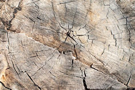 Close Up Of Tree Cut Texture Texture Of A Tree Log In Top View Stock
