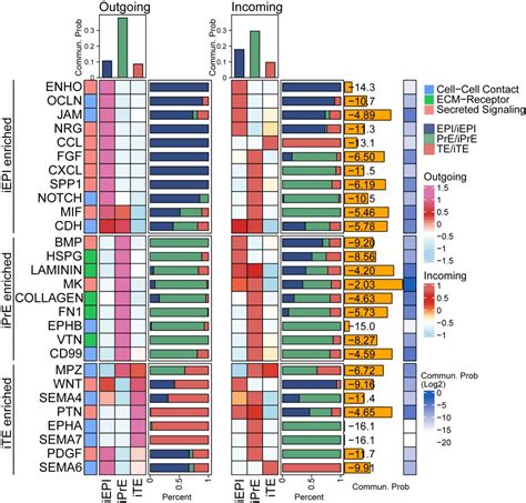 生命科学与技术学院王译萱 高绍荣团队揭示人着床前囊胚三胚层谱系间的细胞通讯互作网络及其对滋养外胚层命运决定的重要作用，成果发表于《科学通报》 同济大学新闻网